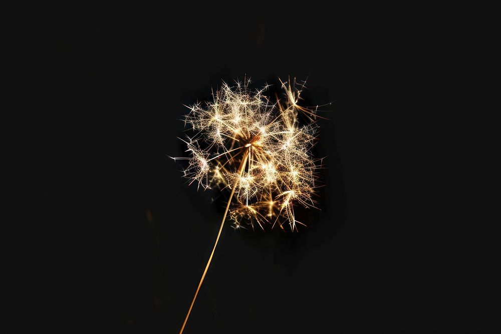 Winter firework fireworks dandelion black | Free Photo - rawpixel