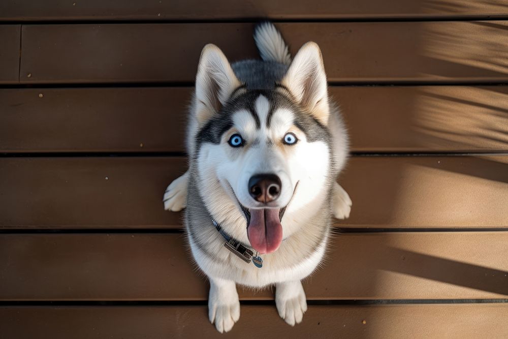 Husky looking camera animal pet | Free Photo - rawpixel
