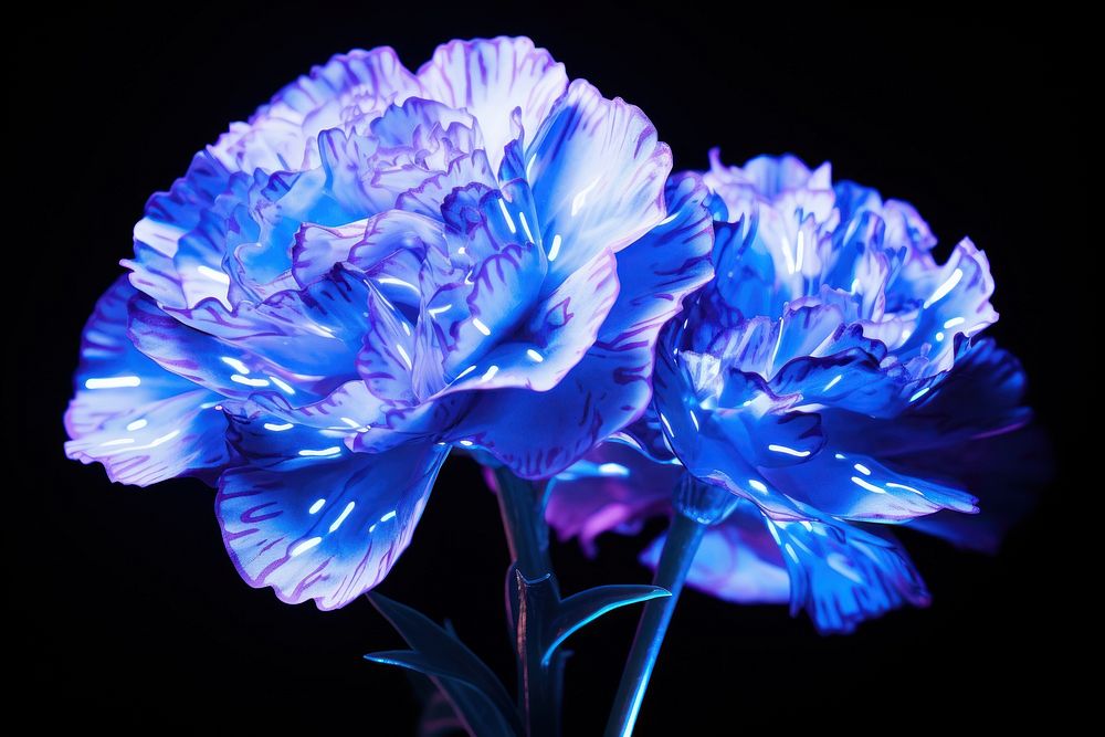 Neon carnation flower plant inflorescence. | Free Photo Illustration ...