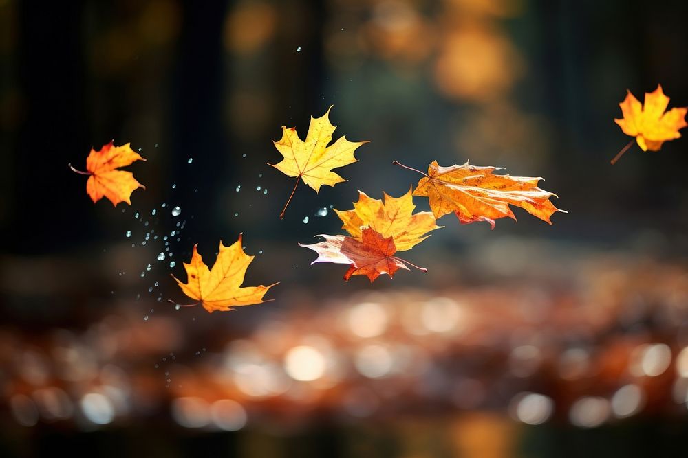 Fall leaves plant leaf tree. | Free Photo - rawpixel
