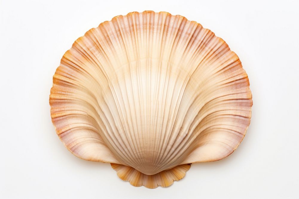Scallop seashell seafood clam. | Premium Photo - rawpixel