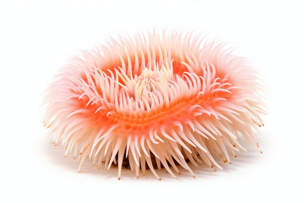 Stichodactyla gigantea sea anemone animal | Premium Photo - rawpixel