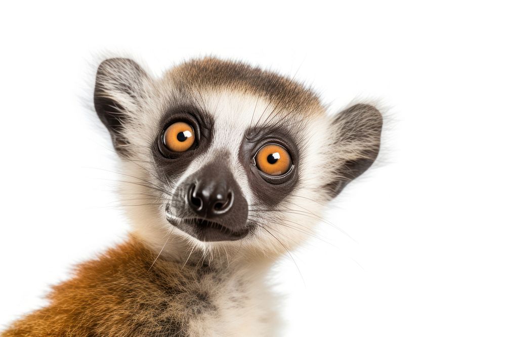 Wildlife looking confused wildlife animal | Premium Photo - rawpixel