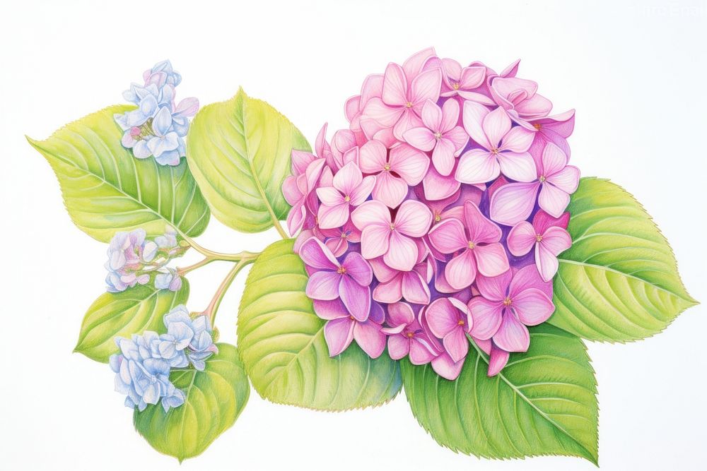 Hydrangea drawing flower plant. | Free Photo Illustration - rawpixel