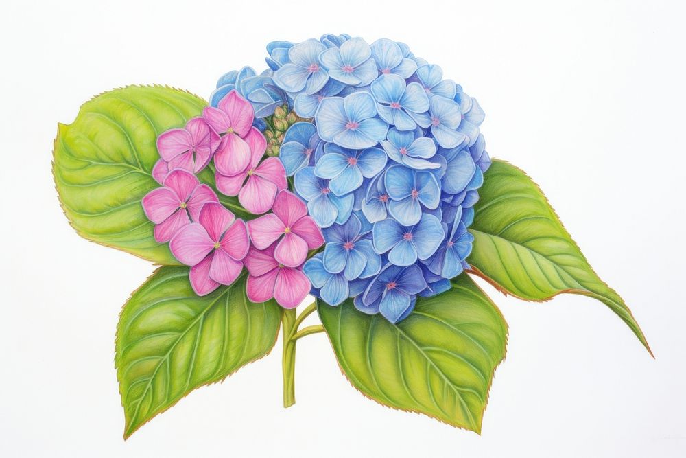 Hydrangea drawing flower plant. | Free Photo Illustration - rawpixel