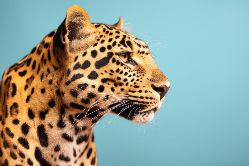 Leopard side portrait wildlife cheetah | Premium Photo - rawpixel