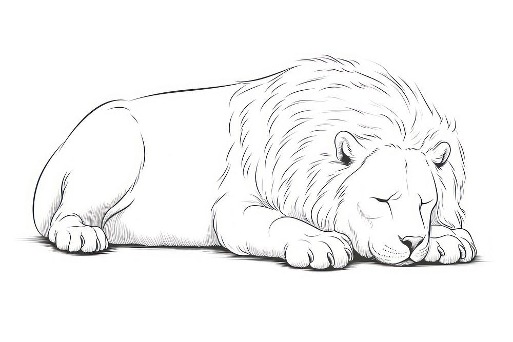 Lion sleeping sketch wildlife drawing | Free Photo Illustration - rawpixel