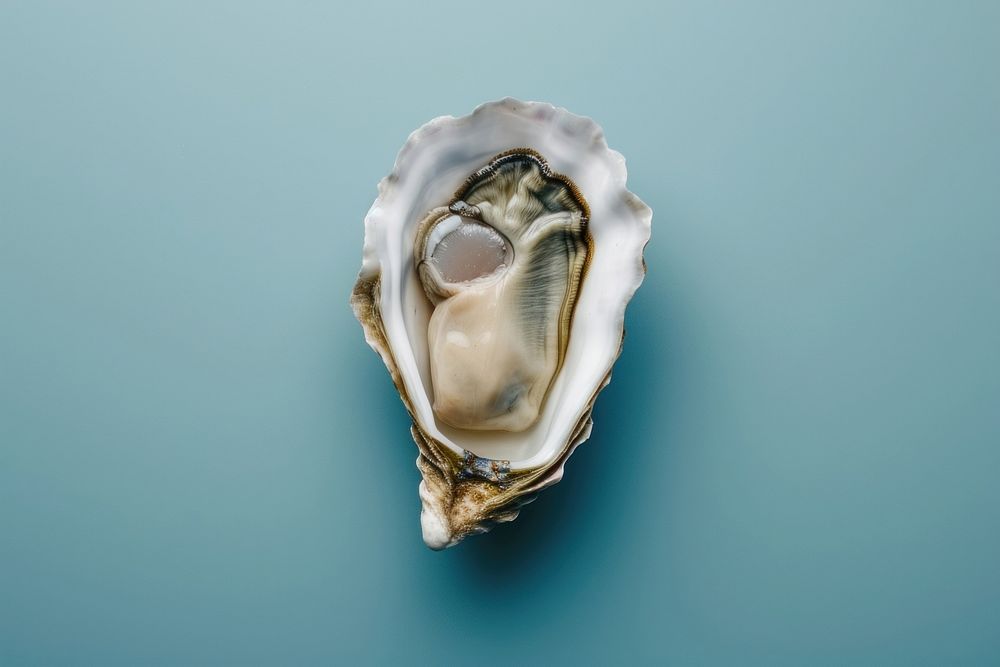 Oyster seafood invertebrate shellfish. | Premium Photo - rawpixel