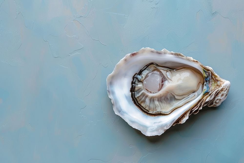 Oyster seashell seafood invertebrate. | Premium Photo - rawpixel