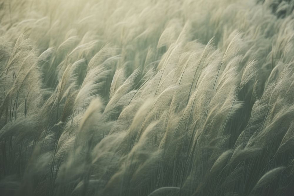 Grass background backgrounds outdoors nature. | Premium Photo - rawpixel