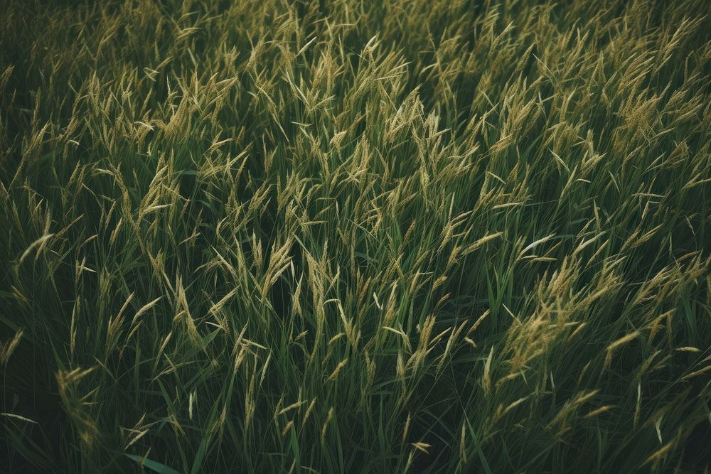 Grass background backgrounds outdoors nature. | Premium Photo - rawpixel