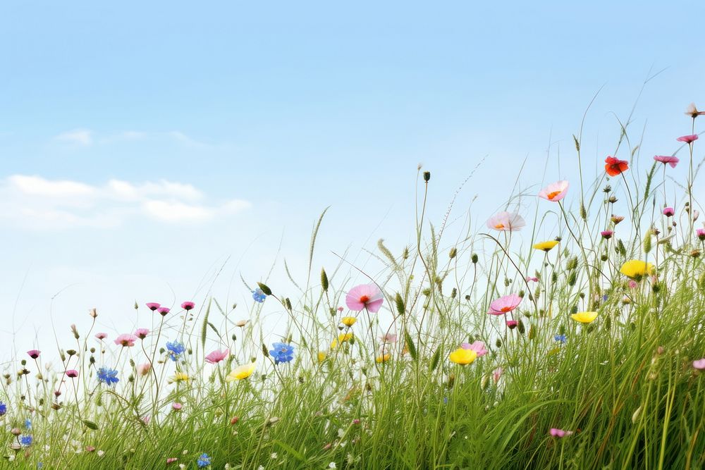 Flower grass field grassland | Free Photo - rawpixel