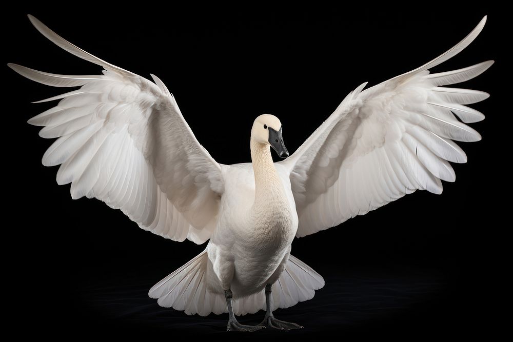 Trumpeter swan animal white bird. | Premium Photo - rawpixel