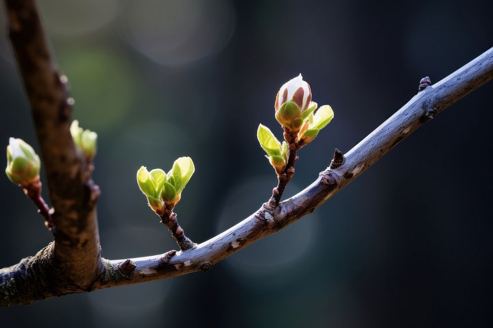 Bud growing and bloom branch | Premium Photo - rawpixel