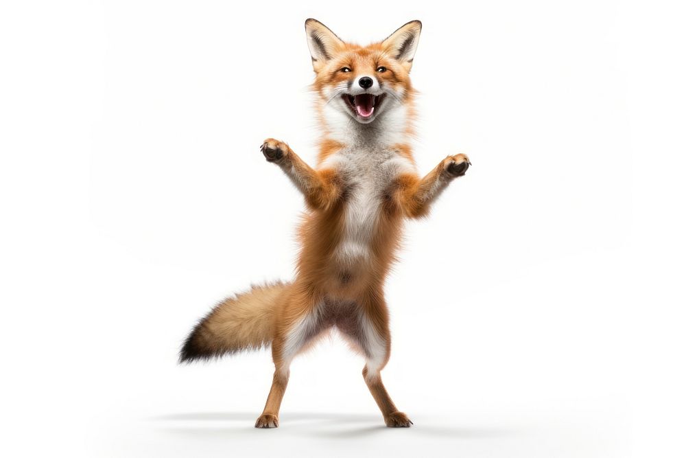 Happy smiling Fox dance fox | Premium Photo - rawpixel