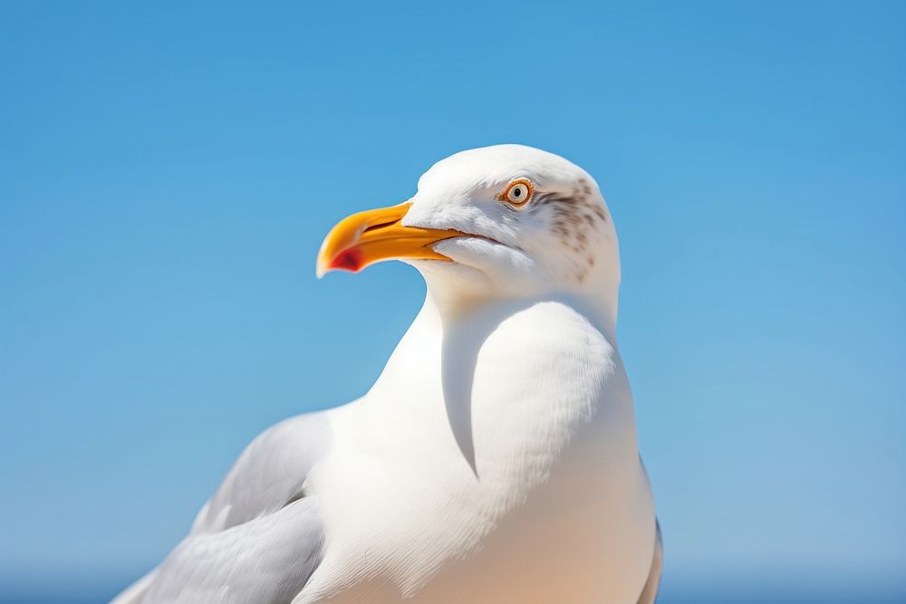Seagull animal beak bird. | Premium Photo - rawpixel