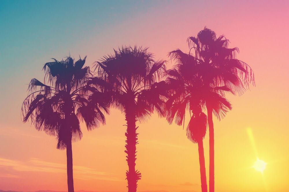 Tropical summer sunset tree sunlight. | Premium Photo - rawpixel