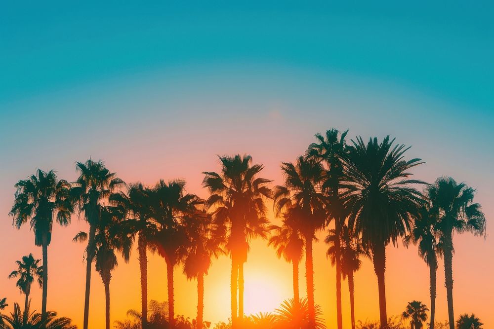 Tropical summer sunset tree sunlight. | Free Photo - rawpixel