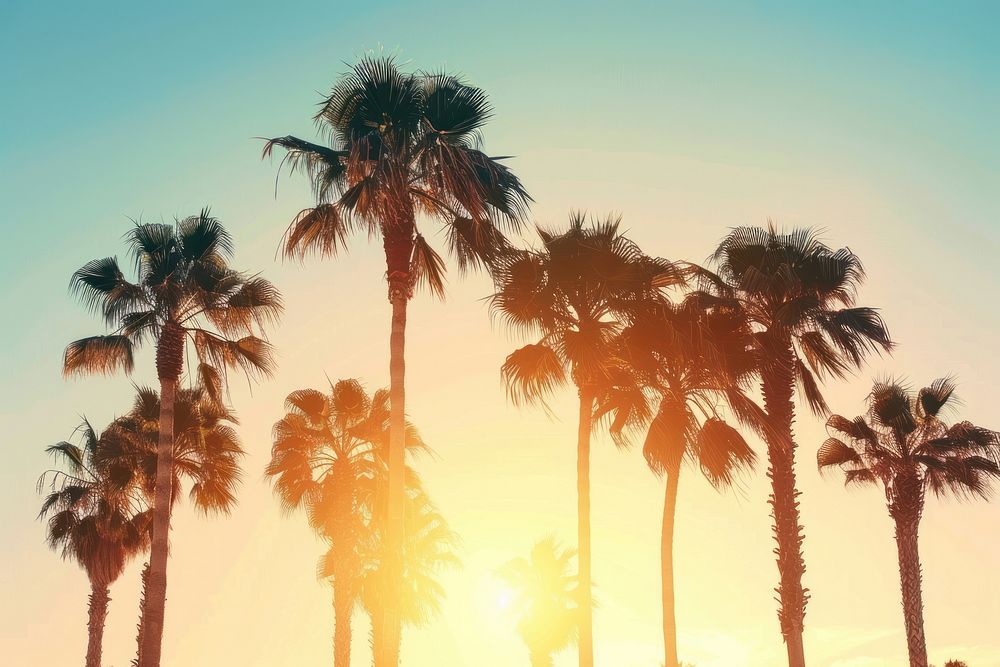 Tropical summer tree sun sunlight. | Premium Photo - rawpixel