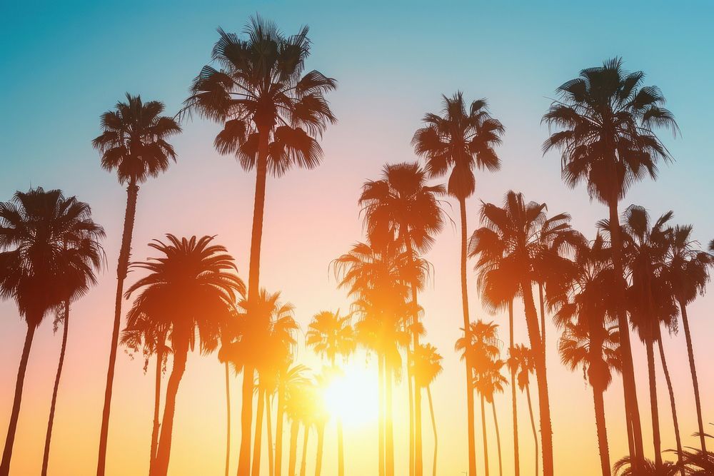 Tropical summer tree sun sunlight. | Premium Photo - rawpixel