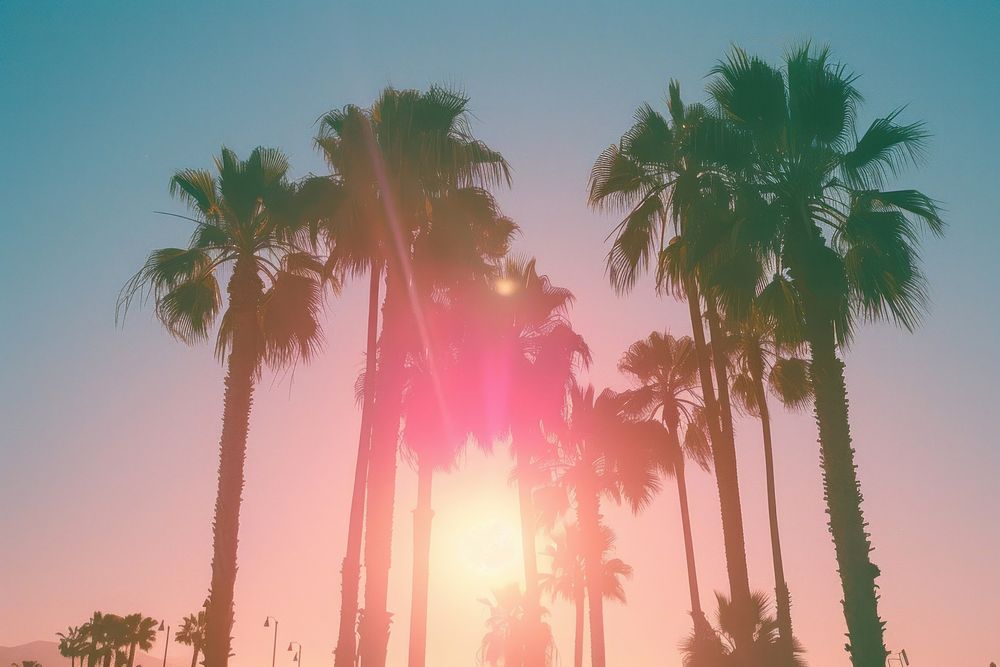 Tropical summer sunset tree sunlight. | Free Photo - rawpixel