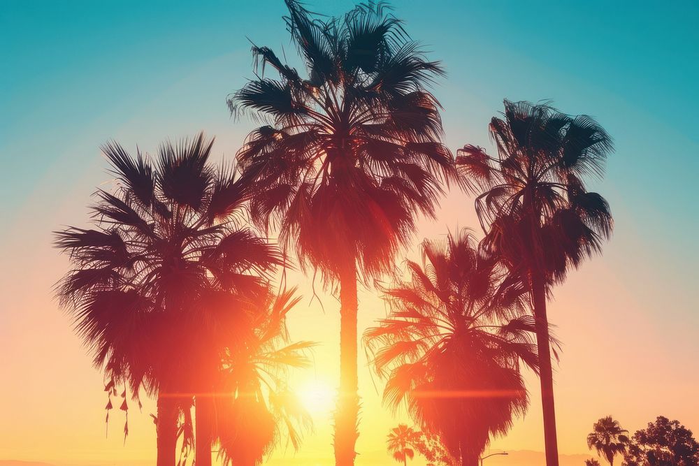 Tropical summer sunset tree outdoors. | Premium Photo - rawpixel