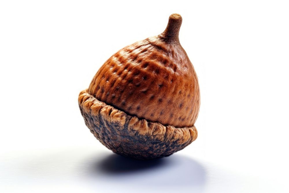 One acorn food white background | Premium Photo - rawpixel