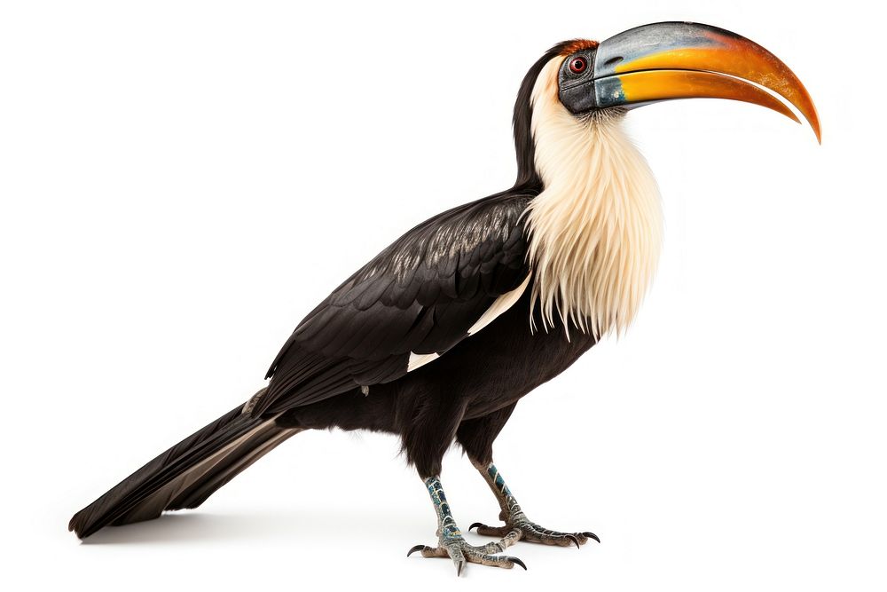 Hornbill animal toucan beak. | Premium Photo - rawpixel