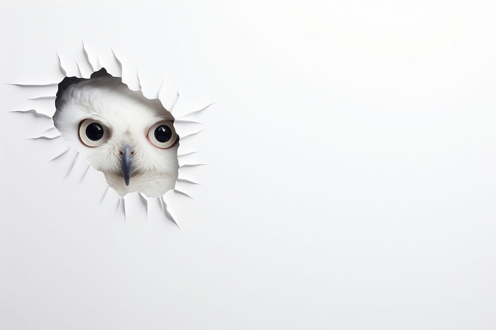 Torn strip owl paper animal | Premium Photo - rawpixel