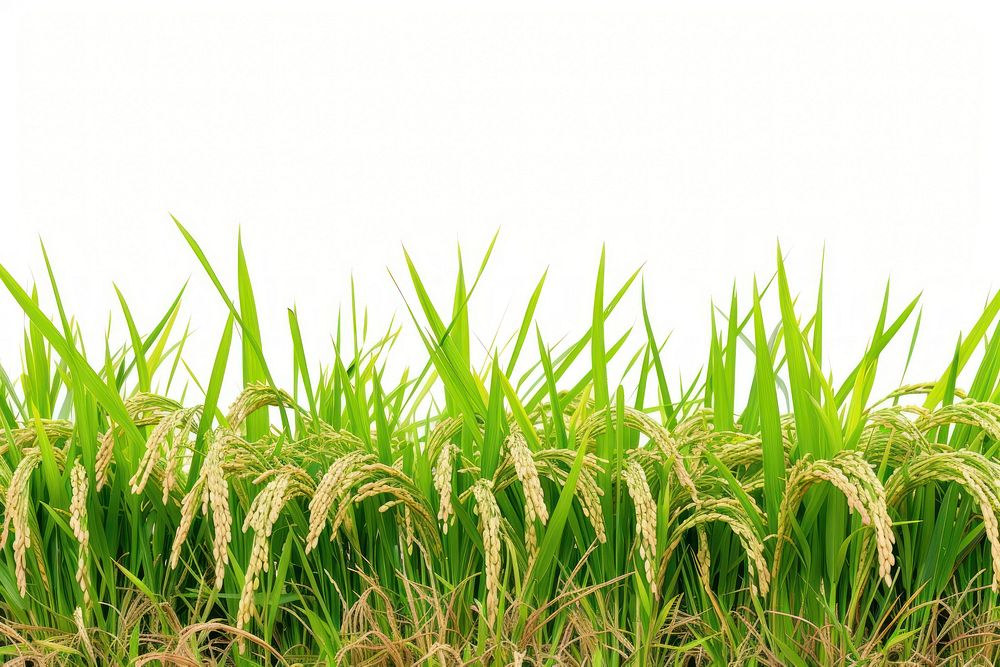 Rice field nature agriculture backgrounds. | Premium Photo - rawpixel