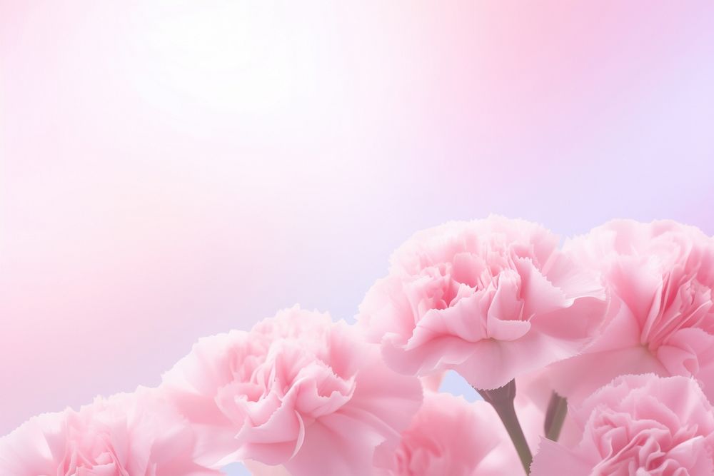 Carnation gradient background backgrounds blossom | Free Photo ...