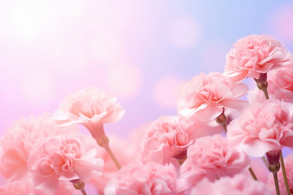 Carnation gradient background backgrounds outdoors | Free Photo ...