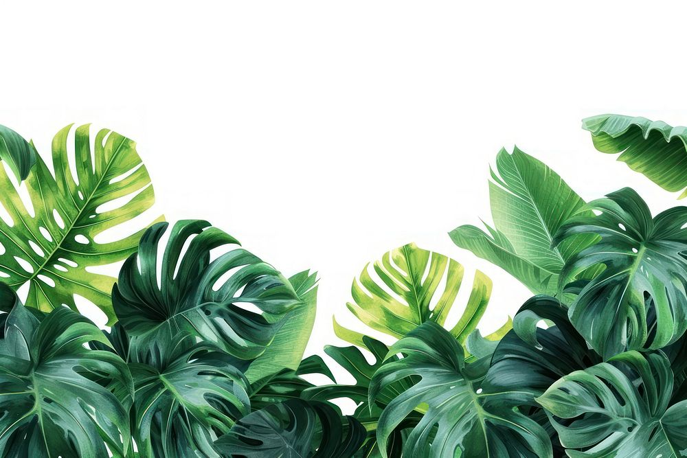 Monstera backgrounds outdoors nature. | Free Photo Illustration - rawpixel