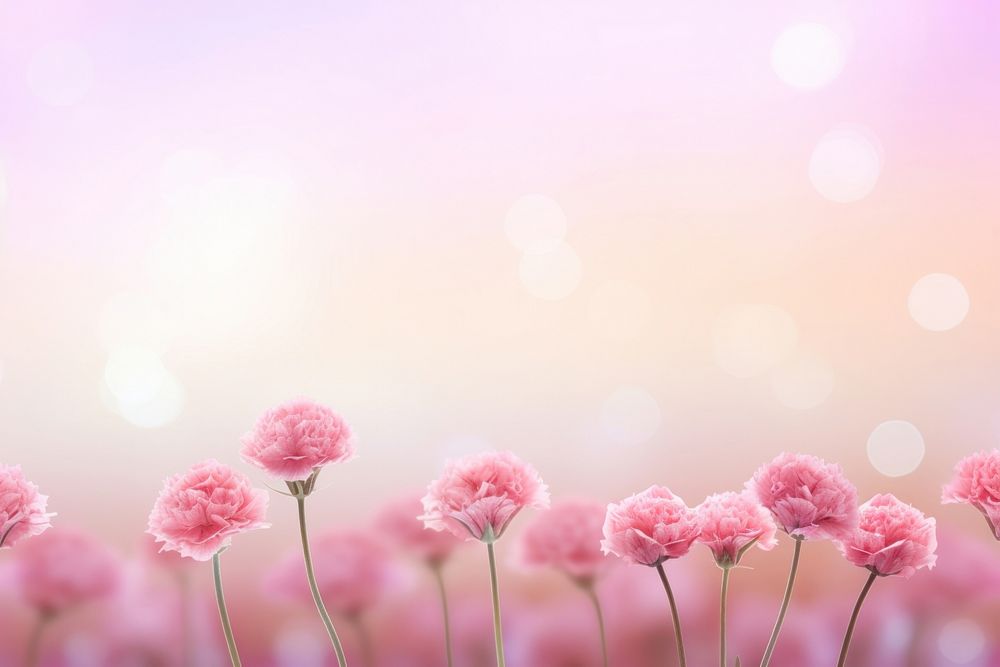 Carnation flowers border background backgrounds | Free Photo - rawpixel