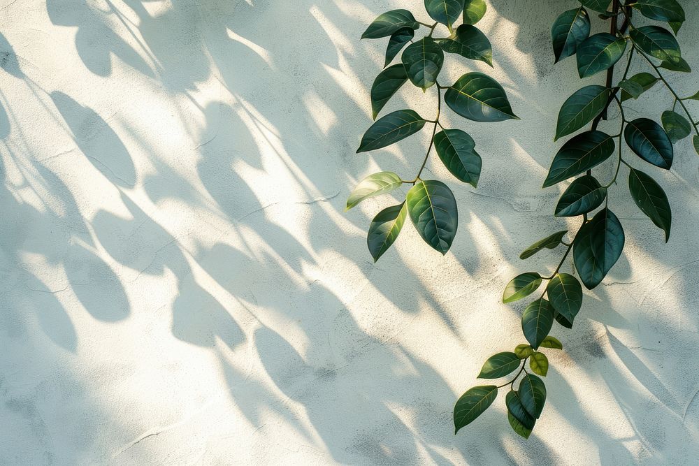 Leaves shadow wall architecture backgrounds. | Free Photo - rawpixel
