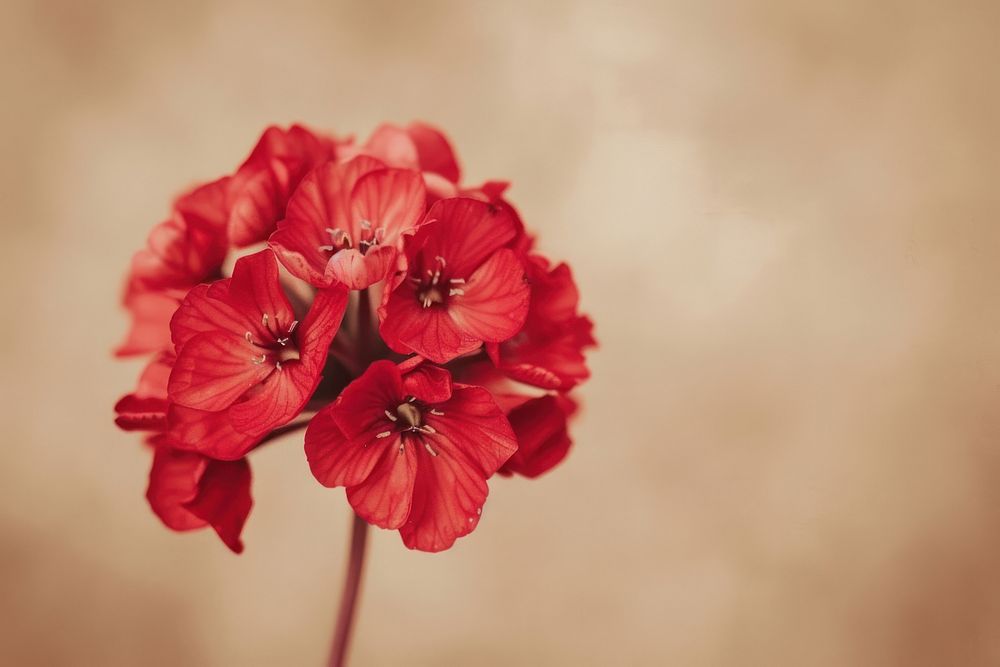 Red Armeria flower blossom petal | Free Photo - rawpixel