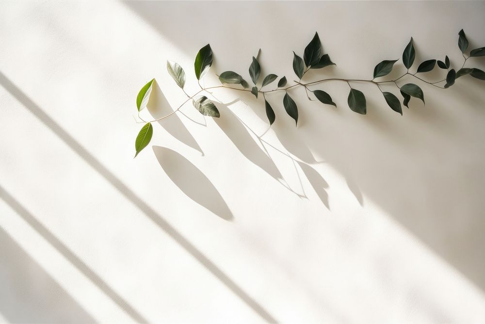 Leaves shadow wall plant leaf. | Free Photo - rawpixel