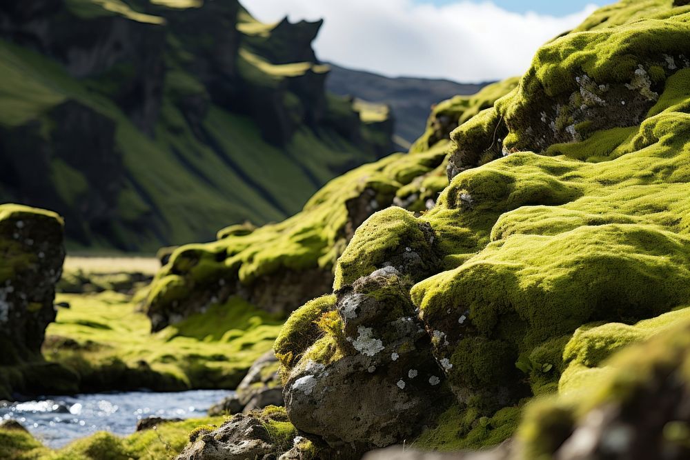 Moss land wilderness landscape. | Premium Photo - rawpixel