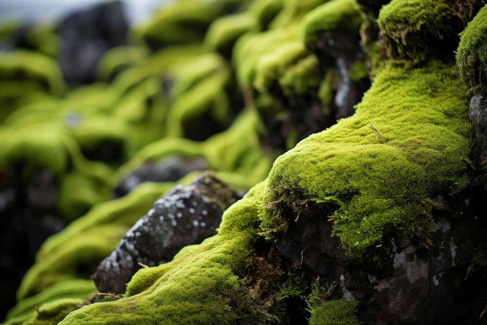 Moss land outdoors nature. | Premium Photo - rawpixel