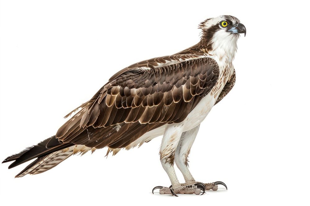 Osprey buzzard vulture animal. | Premium Photo - rawpixel