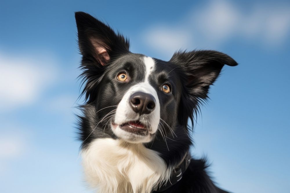 Border collie looking confused mammal | Free Photo - rawpixel