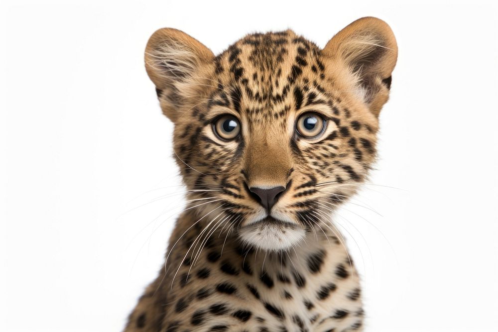 Leopard looking confused wildlife cheetah | Premium Photo - rawpixel