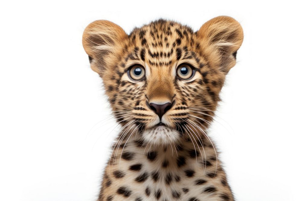 Leopard looking confused wildlife cheetah | Premium Photo - rawpixel