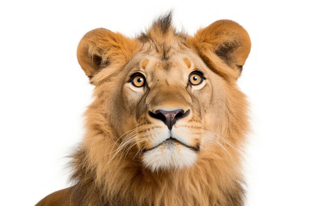 Lion looking confused wildlife mammal | Premium Photo - rawpixel