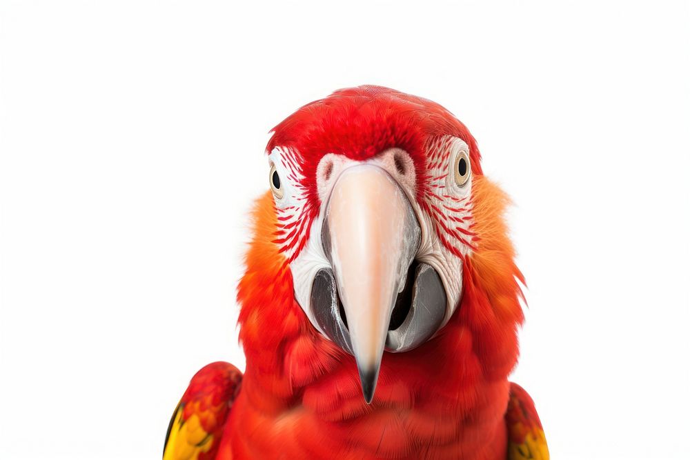 Parrot looking confused animal bird | Premium Photo - rawpixel