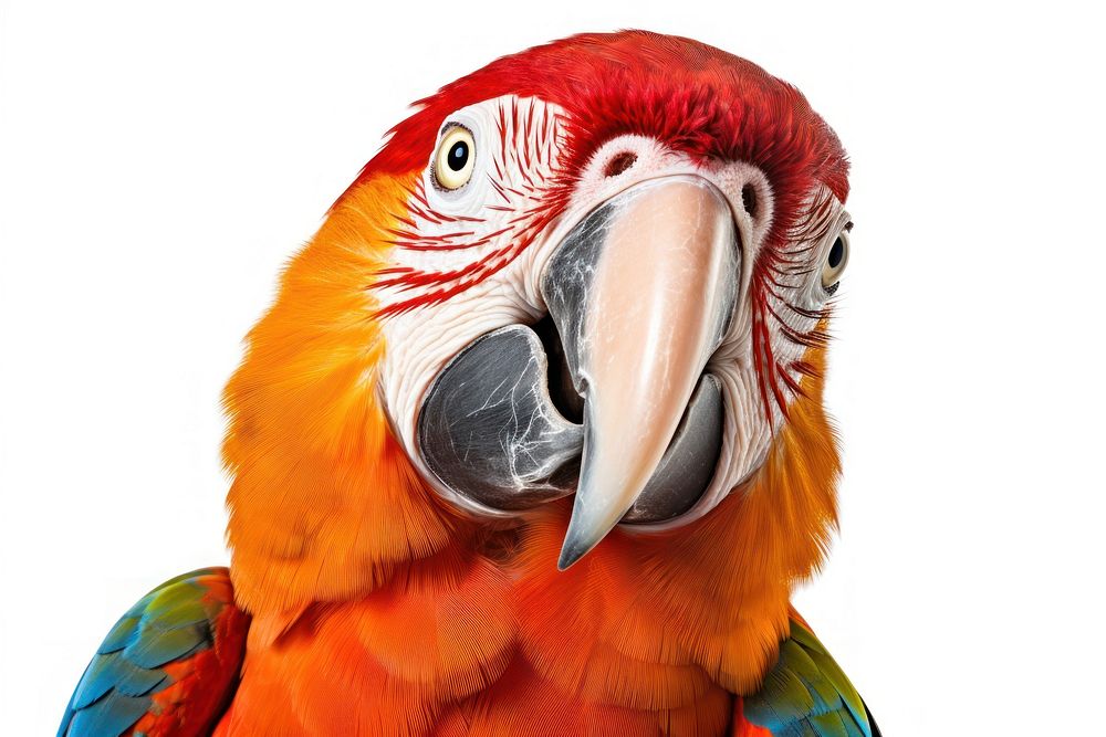 Parrot looking confused animal bird | Premium Photo - rawpixel