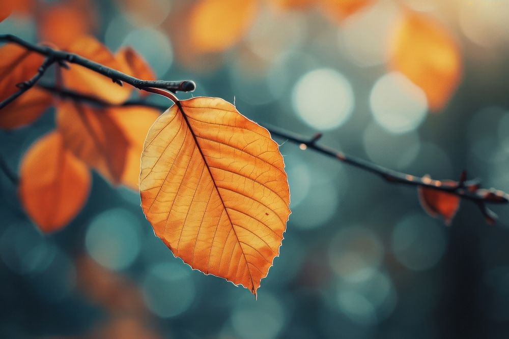 Autumn leaf backgrounds plant tranquility. | Premium Photo - rawpixel