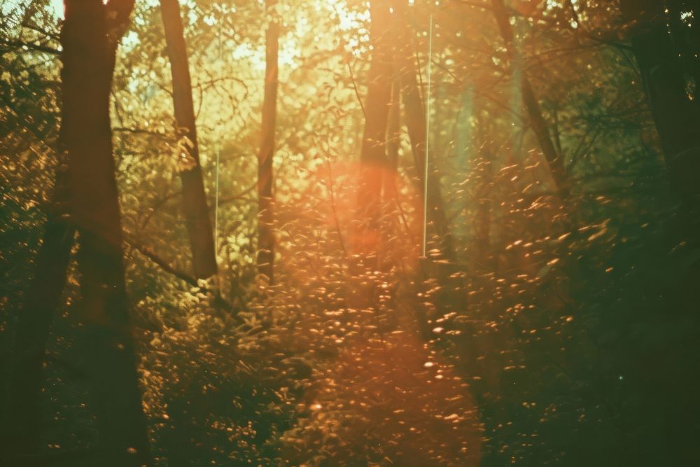 Deep forest light backgrounds sunlight. | Free Photo - rawpixel