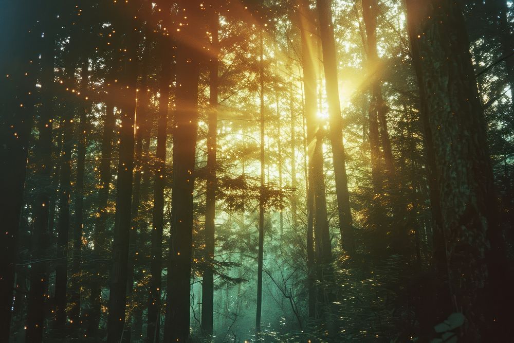 Deep forest light sunlight outdoors. | Premium Photo - rawpixel