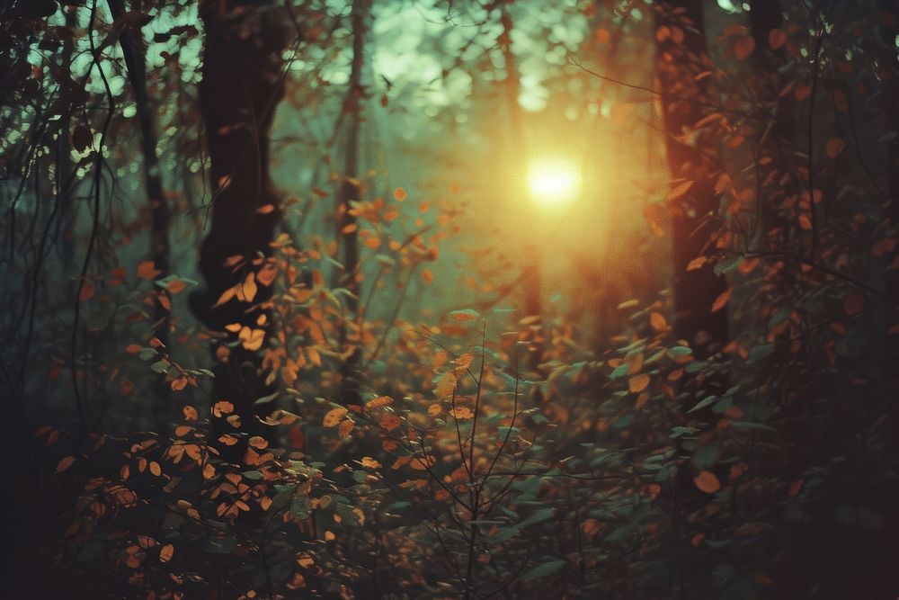 Deep forest light backgrounds sunlight. | Premium Photo - rawpixel